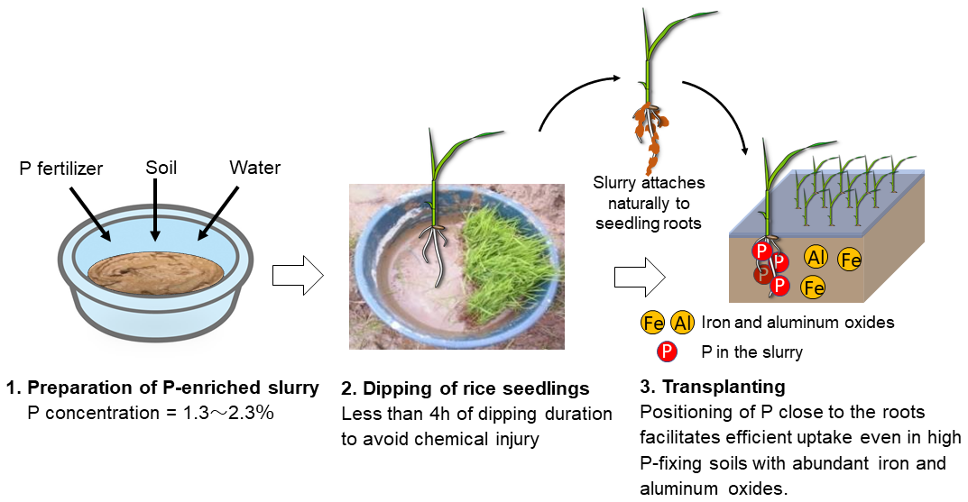 Phosphorus dipping treatment of rice seedlings increases yield and ...