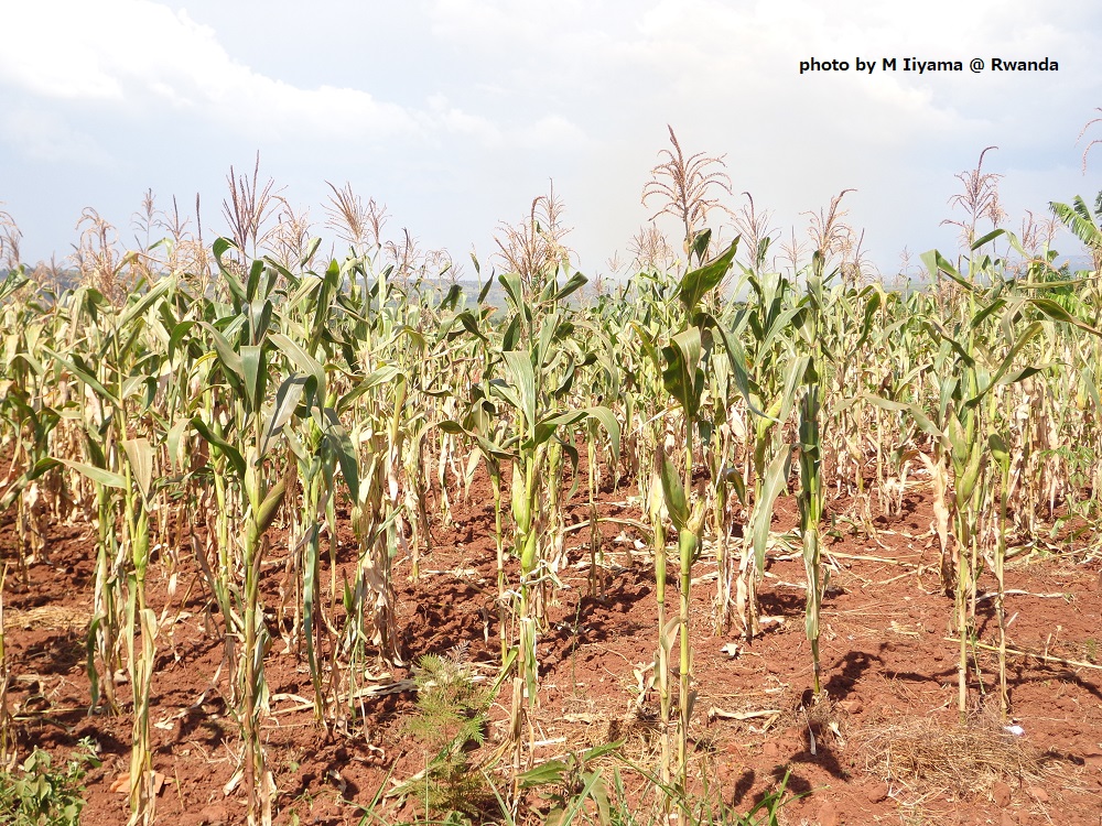 441. Impact of Climate Change on Global Agriculture | Japan ...