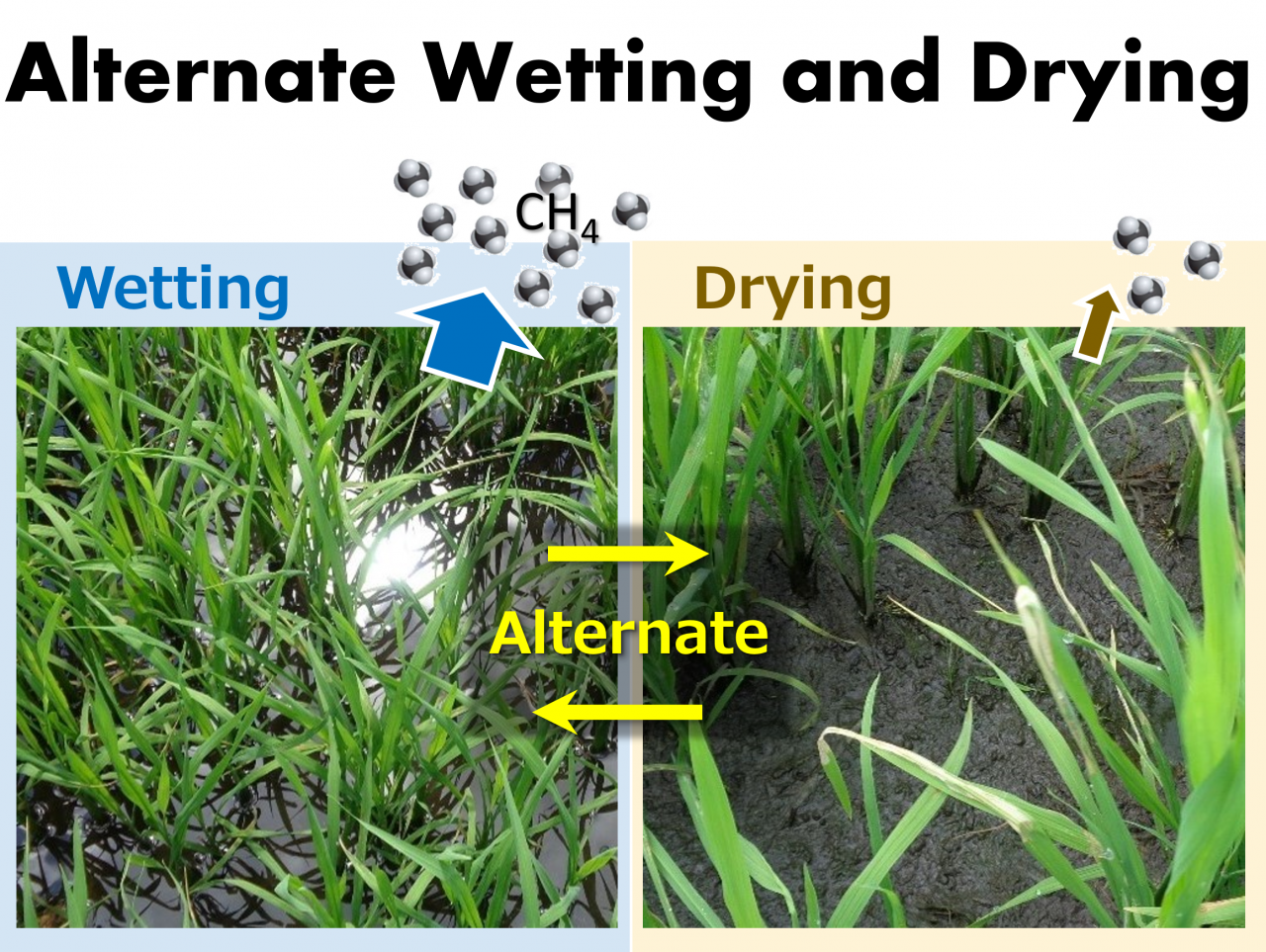 Year-round Intermittent Irrigation Improves Farmers' Profits and ...