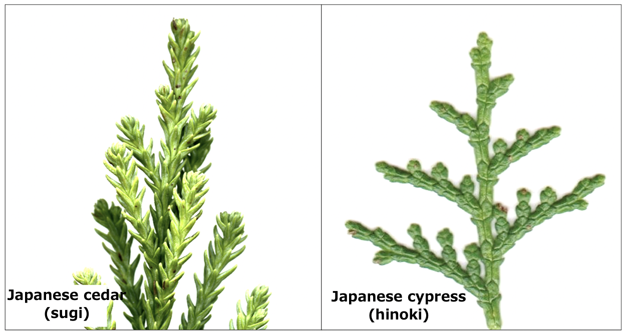 464. Revealing Various Physiological Traits of Useful Trees Using a ...