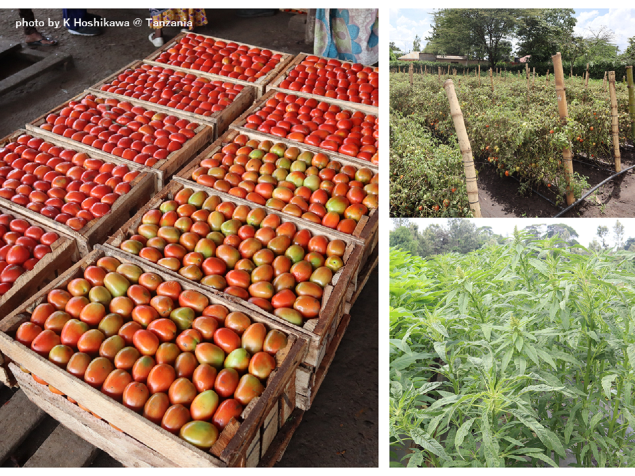 490. Vegetable Research ― Towards Improving Global Nutrition ― | Japan ...