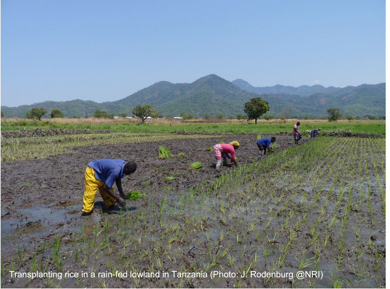 615. Special Issue of Field Crops Research on Sustainable Rice ...