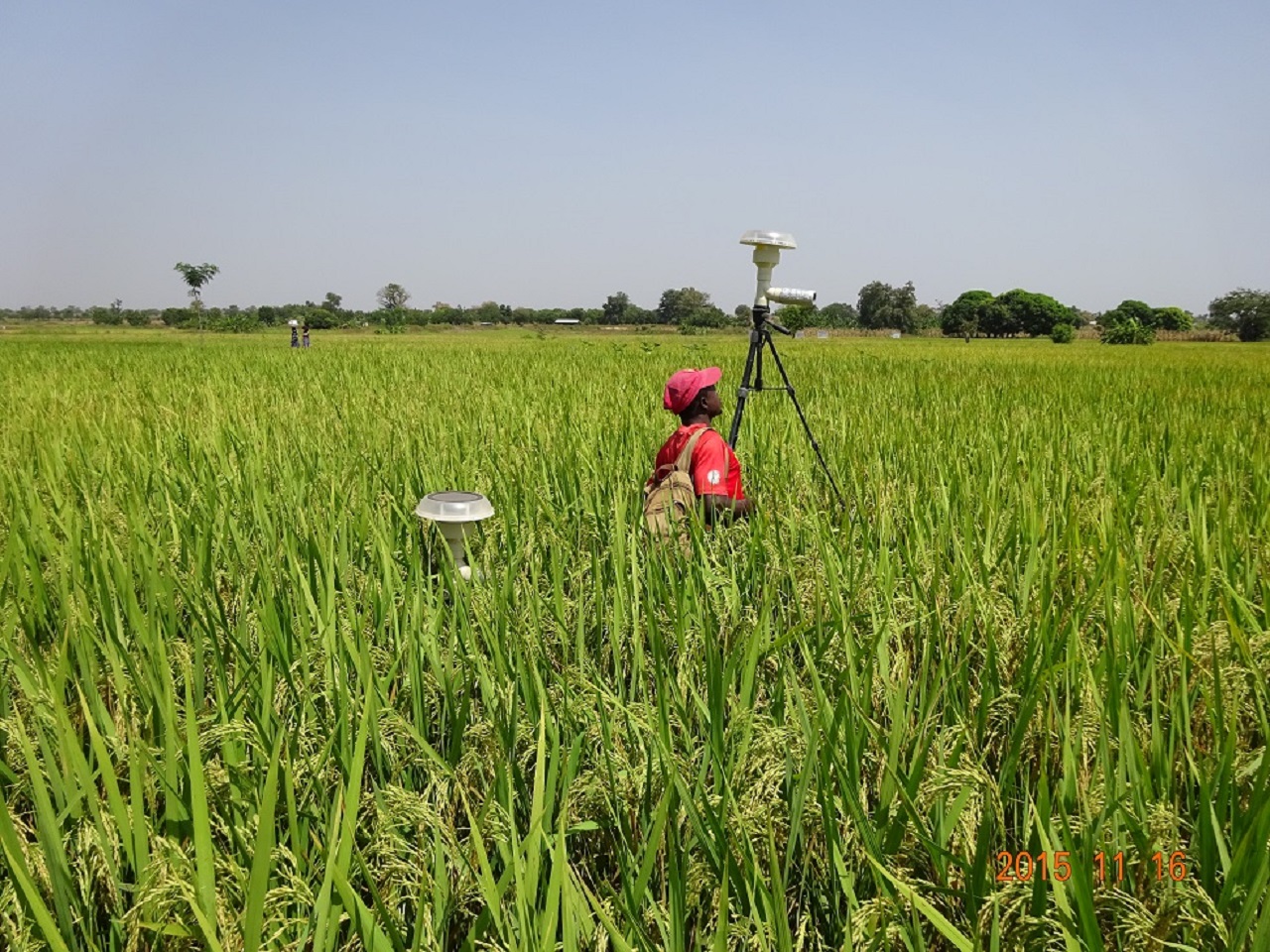 616. Elucidating the Actual State of High-Temperature Sterility in Rice ...