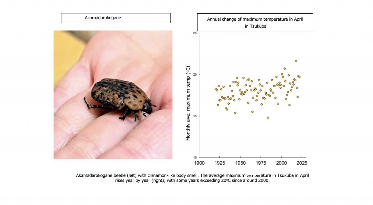 626. Biodiversity, Climate Change and Insects Flying into Urban Buildings | Japan International ...