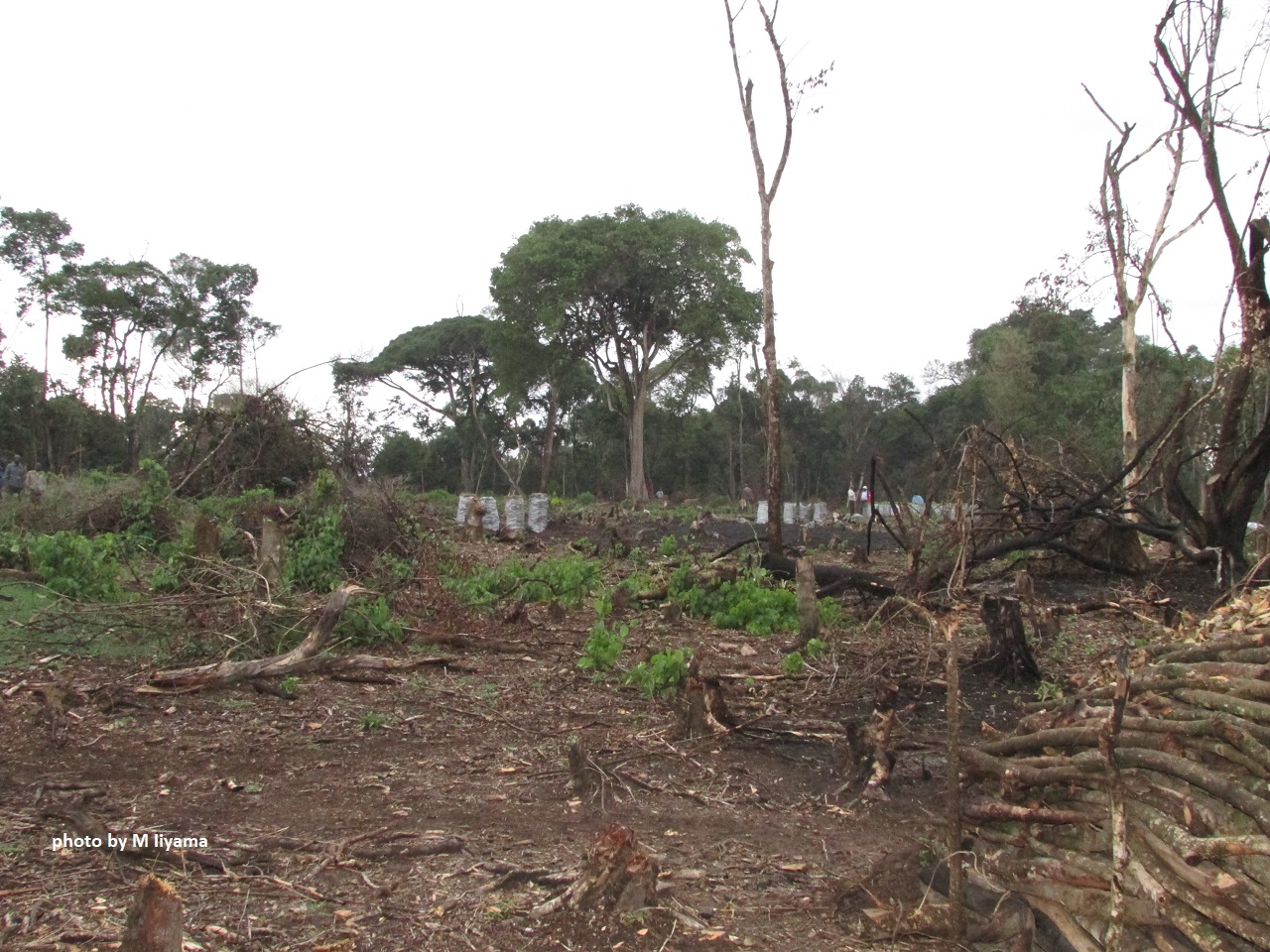 680. 生物多様性に影響を及ぼす5大要因 | 国立研究開発法人 国際農林水産業研究センター | JIRCAS
