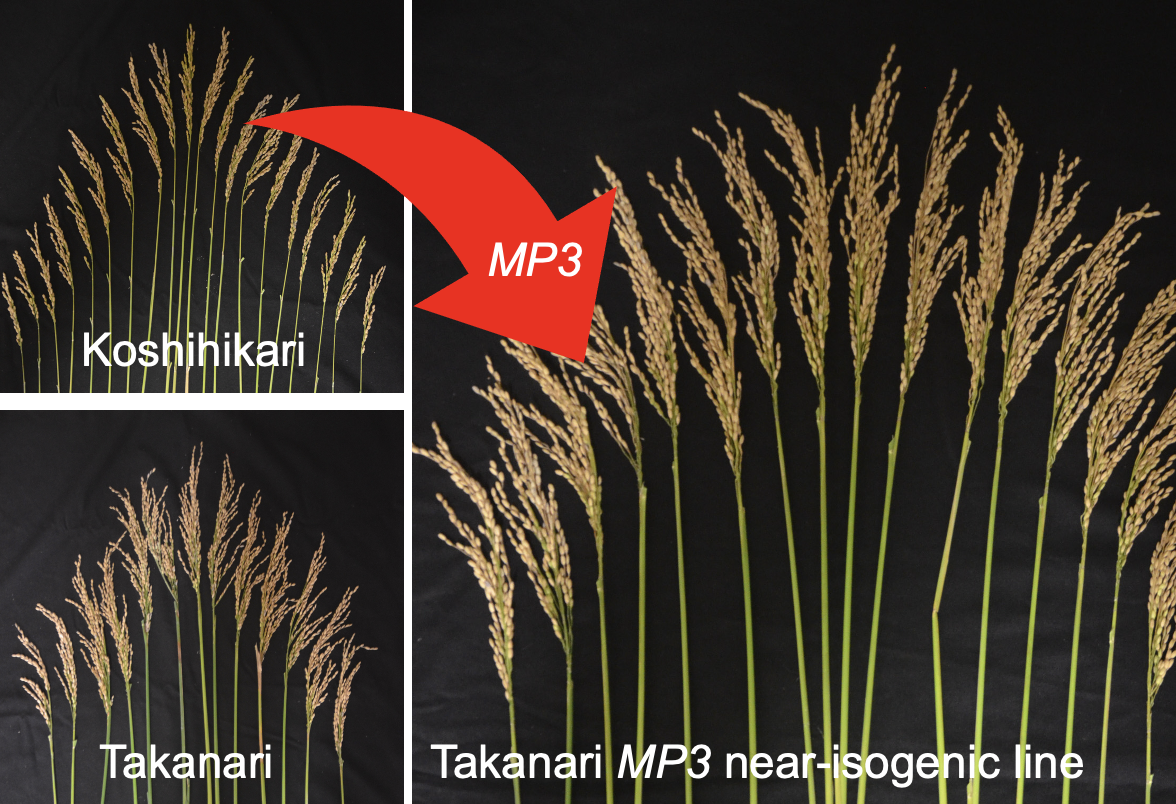 Discovery of Koshihikari-Derived Gene that Increases Rice Yield in High ...