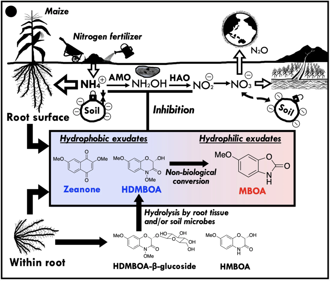 Successful Identification of Key Compound for Biological Nitrification ...