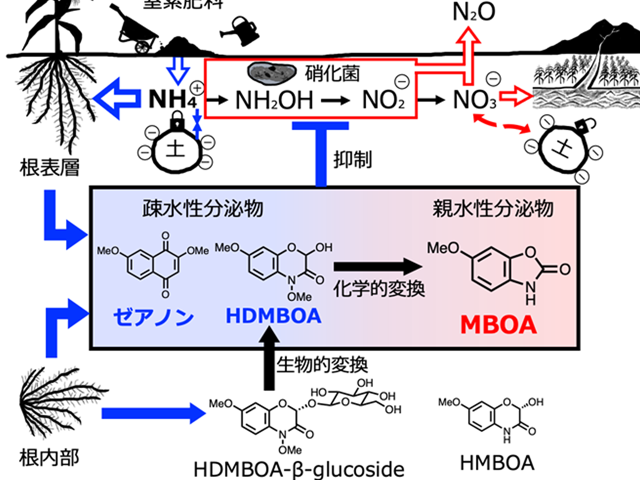 硝化抑制仕組み _ 硝化抑制 植物 – RMEC