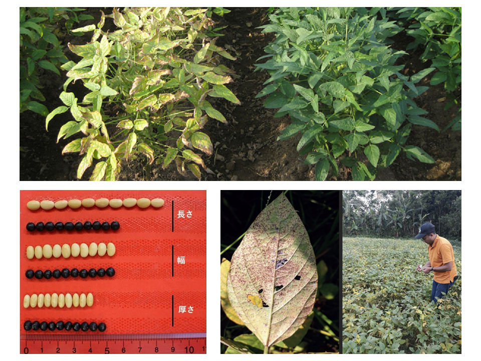 710. 2月3日は『大豆の日』 | 国立研究開発法人 国際農林水産業研究センター | JIRCAS