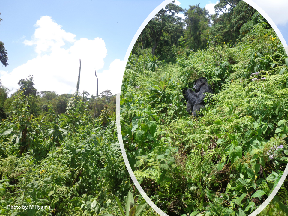 768. Overcoming the Interlinked Crises of Climate Change and Biodiversity Loss | Japan ...