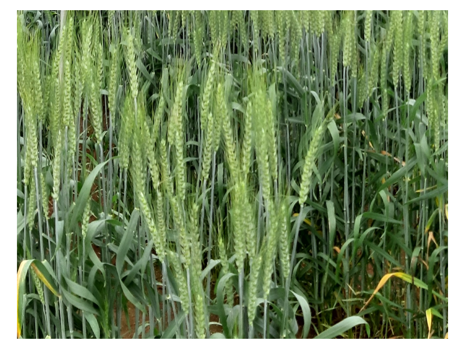 784. Impact of Simultaneous Occurrence of Extreme Weather Events on ...