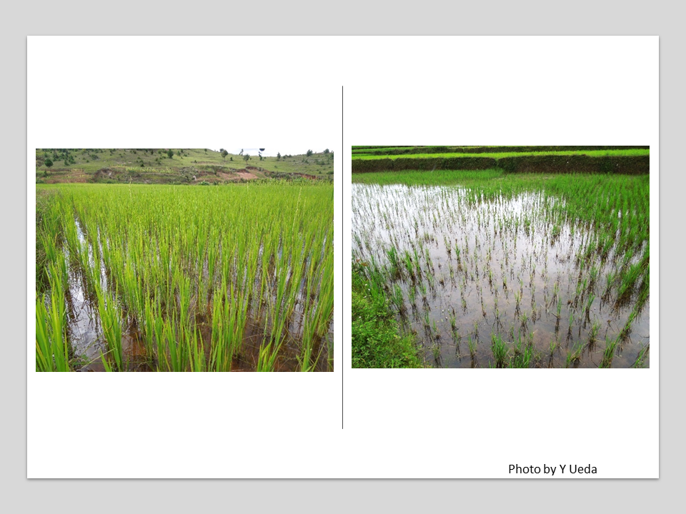 788. Elucidating the Mechanisms Exhibited by Tolerant Rice Genotypes ...