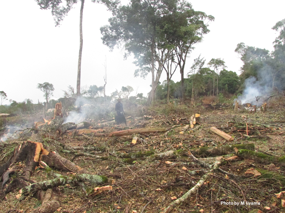 810. Global Deforestation in 2022 | Japan International Research Center ...