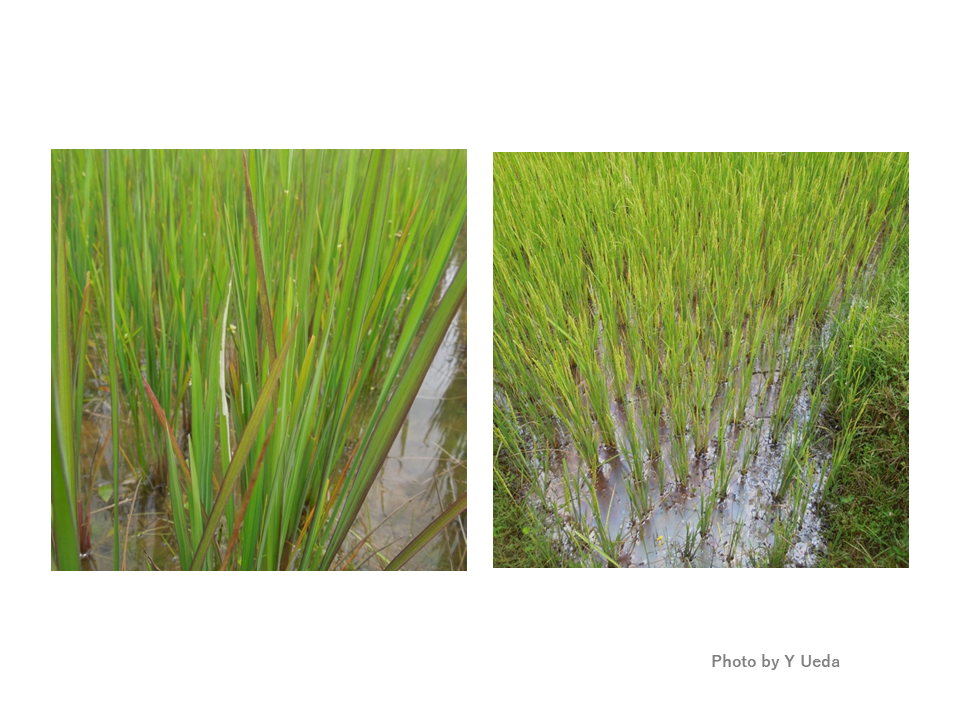 832. Magnesium Fertilization Reduces Iron Toxicity-induced Leaf ...