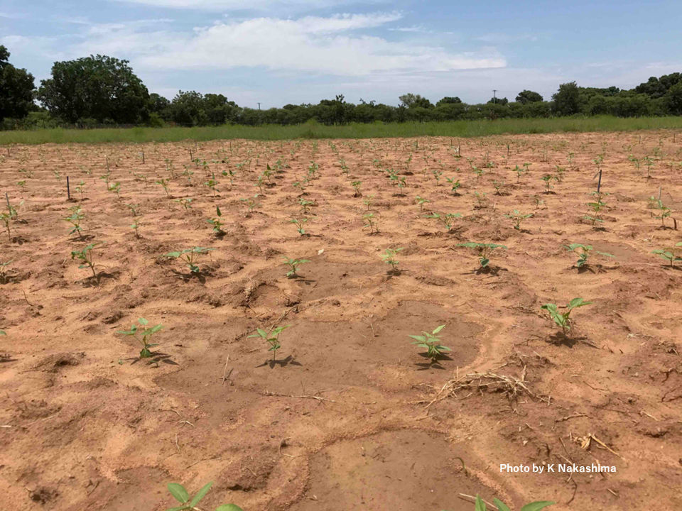 912. World Soil Day 2023: Soil and water, a source of life | Japan ...