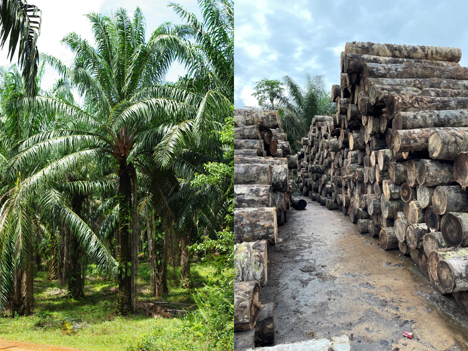 Unveiling the Mechanism of Starch Accumulation in Old Palm Trees ...