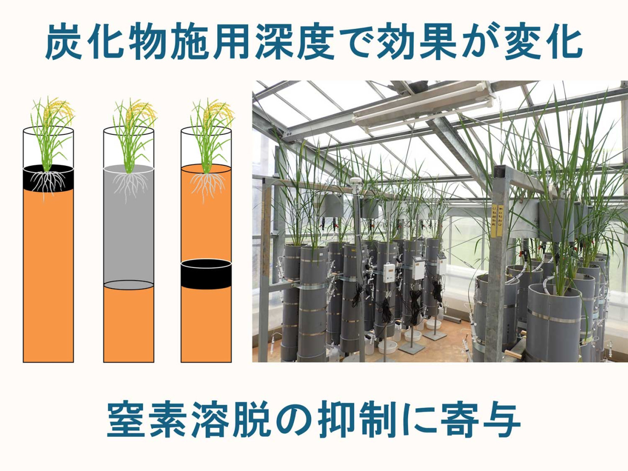 炭化物施用深度の最適化が窒素溶脱の抑制に寄与 ―表層施用で窒素溶脱を抑制、持続可能な農業への道筋― | 国立研究開発法人 国際農林水産業研究センター | JIRCAS