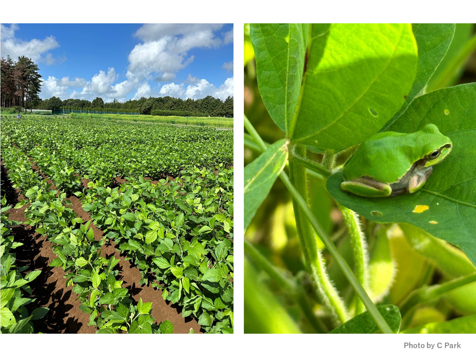 950. 2月3日は『大豆の日』 | 国立研究開発法人 国際農林水産業研究センター | JIRCAS