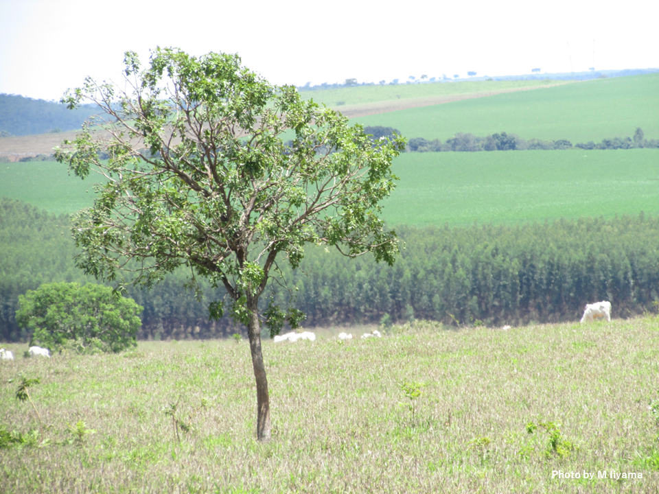 970. Food Production and Conservation in the Cerrado | Japan ...