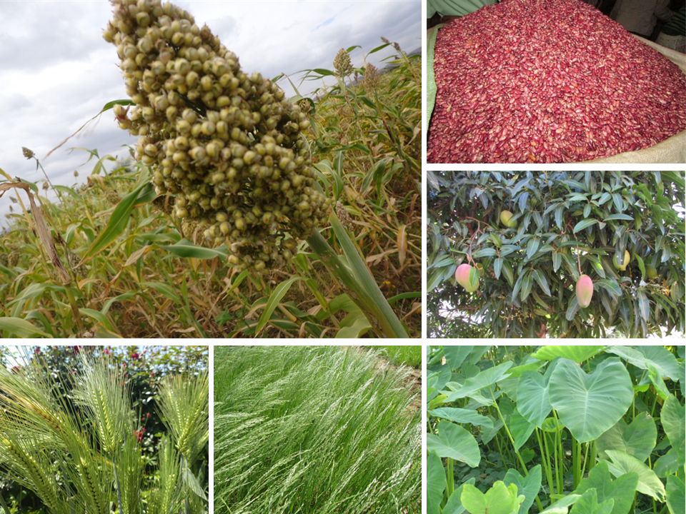 1016. Scientists Who Have Contributed to the Conservation of Crop ...