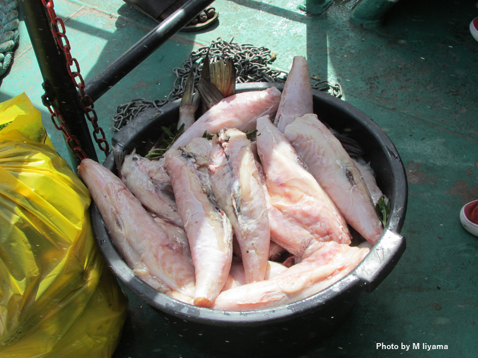 1046. 2024年 世界漁業・養殖業白書 | 国立研究開発法人 国際農林水産業研究センター | JIRCAS