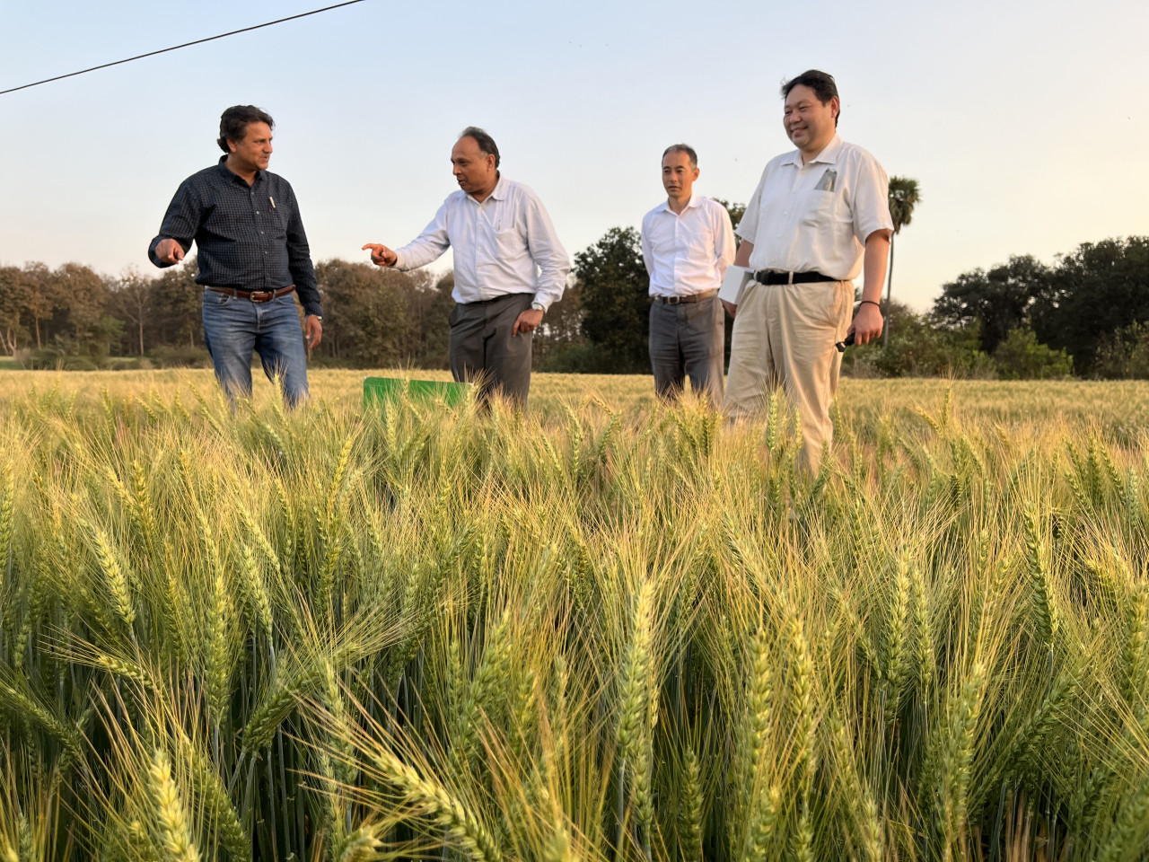 1088. Ancient Wild Relatives Hold Key to Climate-Proofing Global Wheat ...