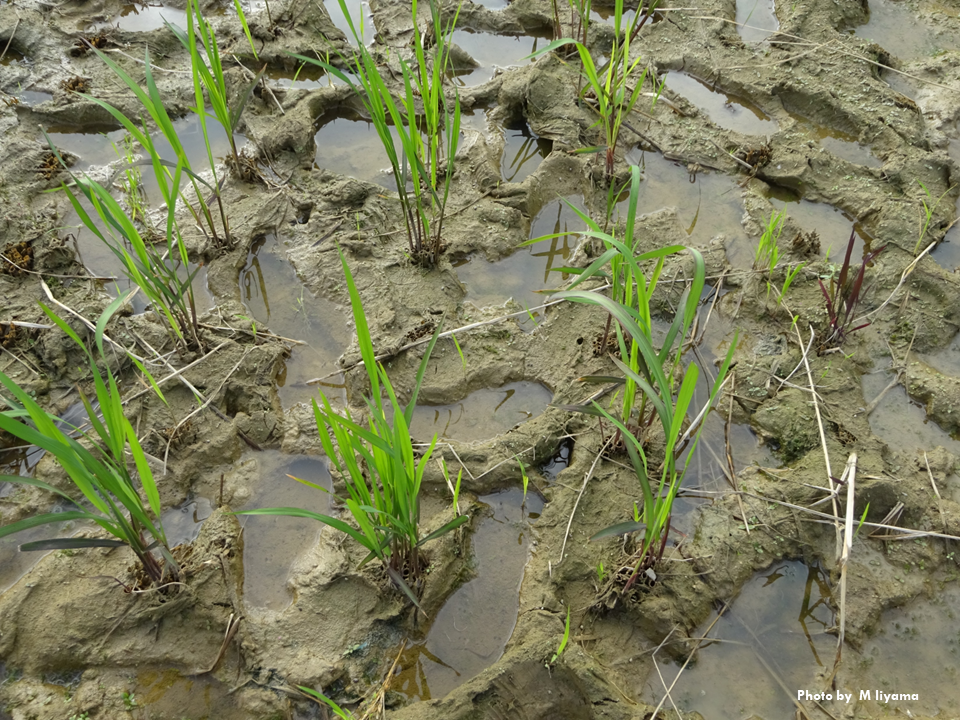 1103. Climate Change Worsens the Environmental Impacts of Agriculture ...
