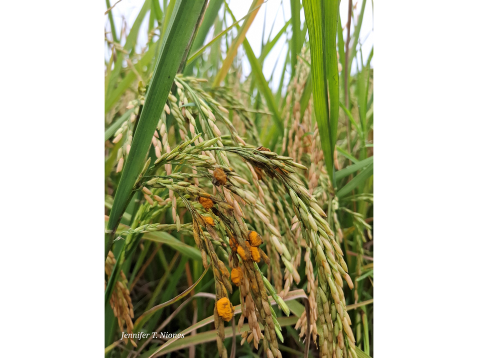 1125. Tackling a New Threat: The "Old but New" Rice False Smut Disease ...