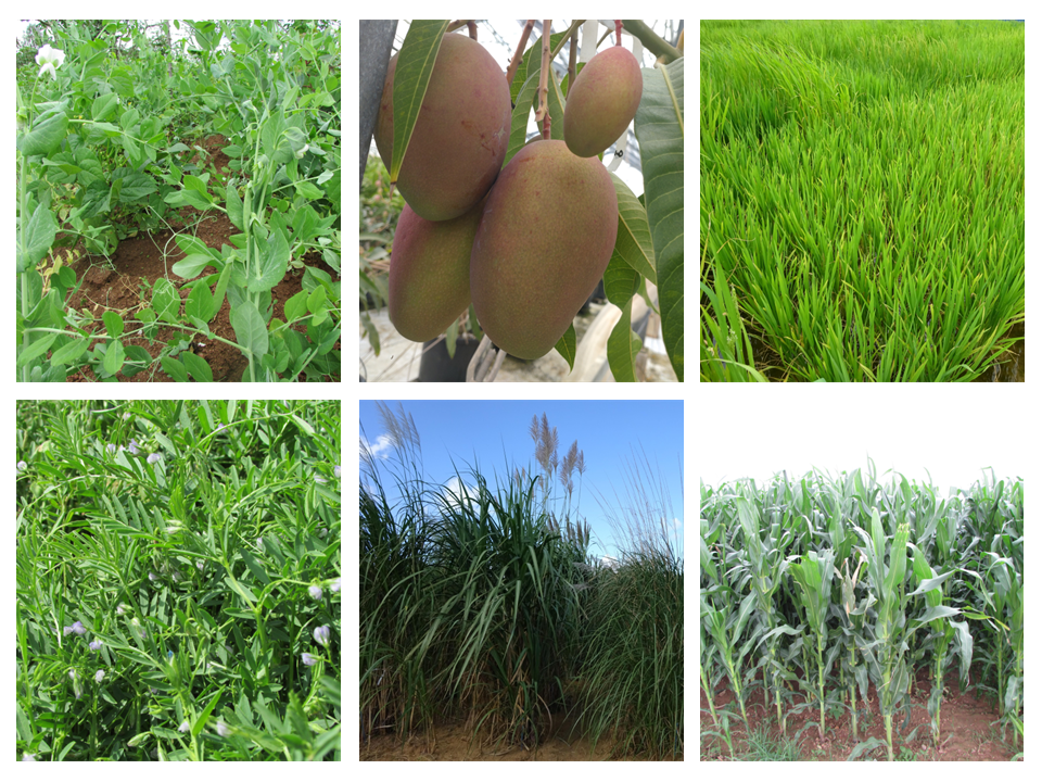 1139. The Role of Diverse Genetic Resources for Resilient Crop Development | Japan International ...