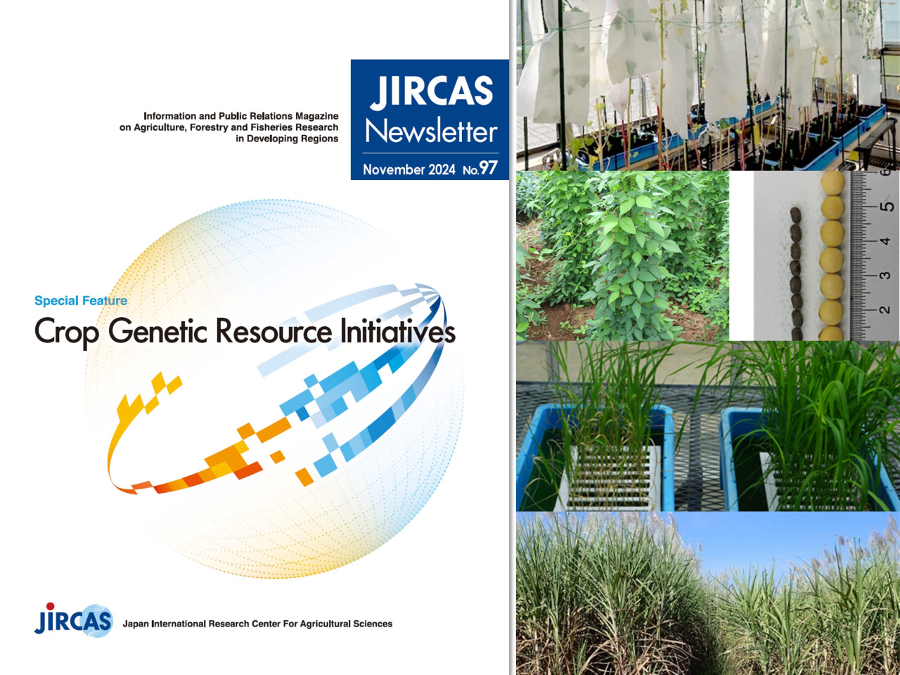 1143. JIRCAS作物遺伝資源の取り組み | 国立研究開発法人 国際農林水産業研究センター | JIRCAS