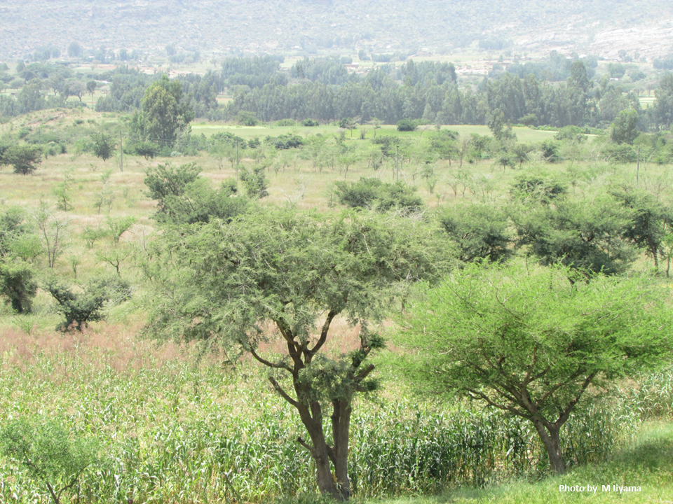 1158. 干ばつの経済学 | 国立研究開発法人 国際農林水産業研究センター | JIRCAS