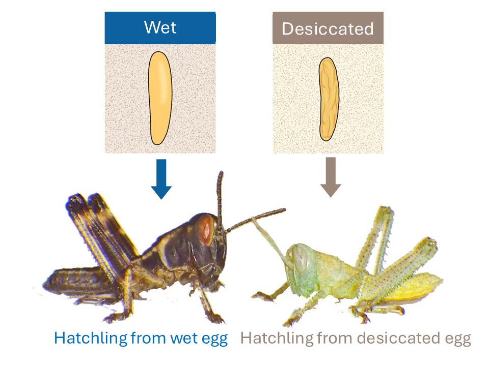 Unveiling the Desert Locust's Adaptation Strategy to Arid Conditions ...