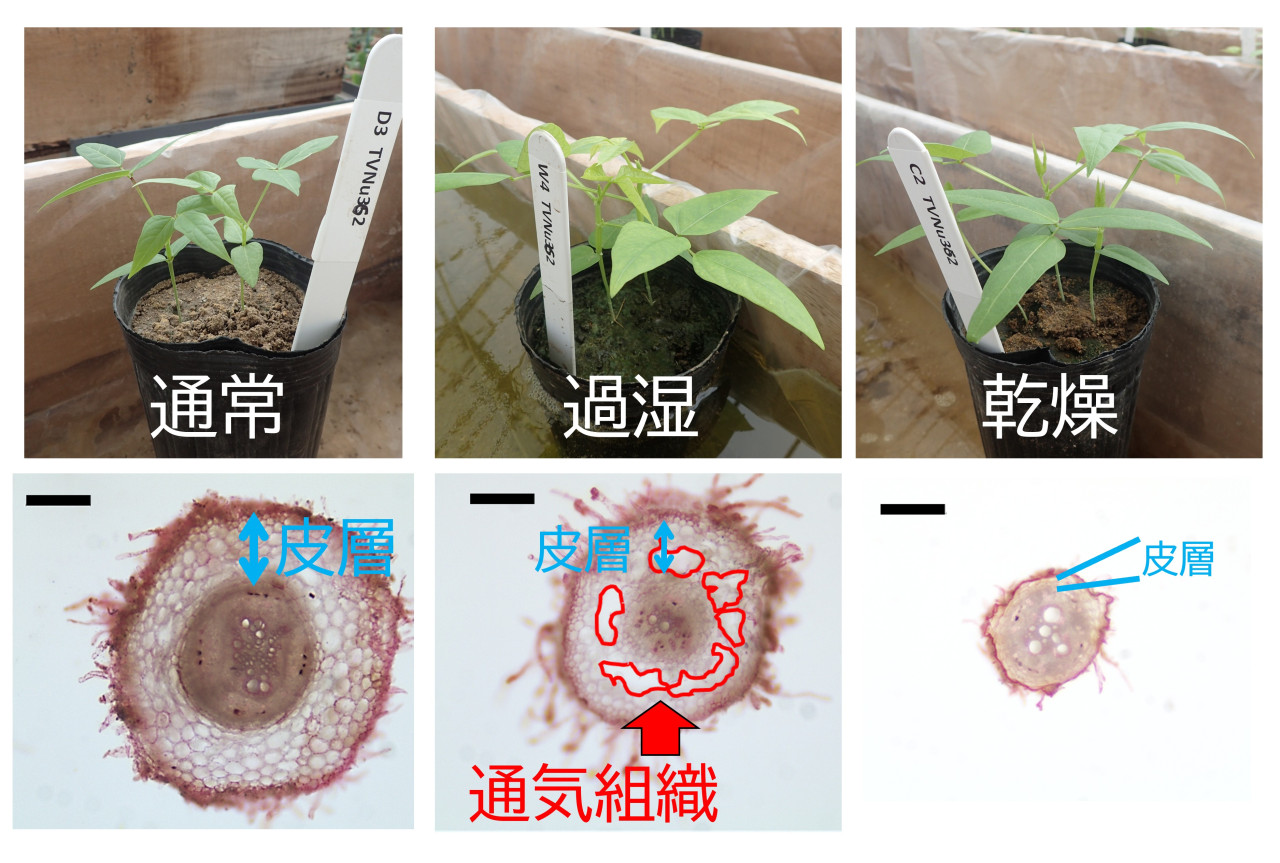 乾燥と過湿に同時耐性を持つササゲ遺伝資源を発見―気候変動による極端気象に強い品種開発の重要な基盤に― | 国立研究開発法人 国際農林水産業研究センター | JIRCAS