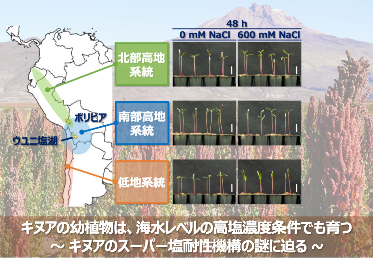 Partial Elucidation of the Salt Excretion Mechanism in the Super Crop ...