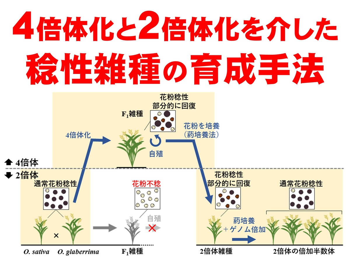Establishing a Breeding Method for Fertile Hybrids That Overcome the ...