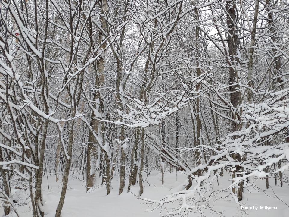 1204. Incidence of Extreme Cold Waves in Global Warming | Japan ...