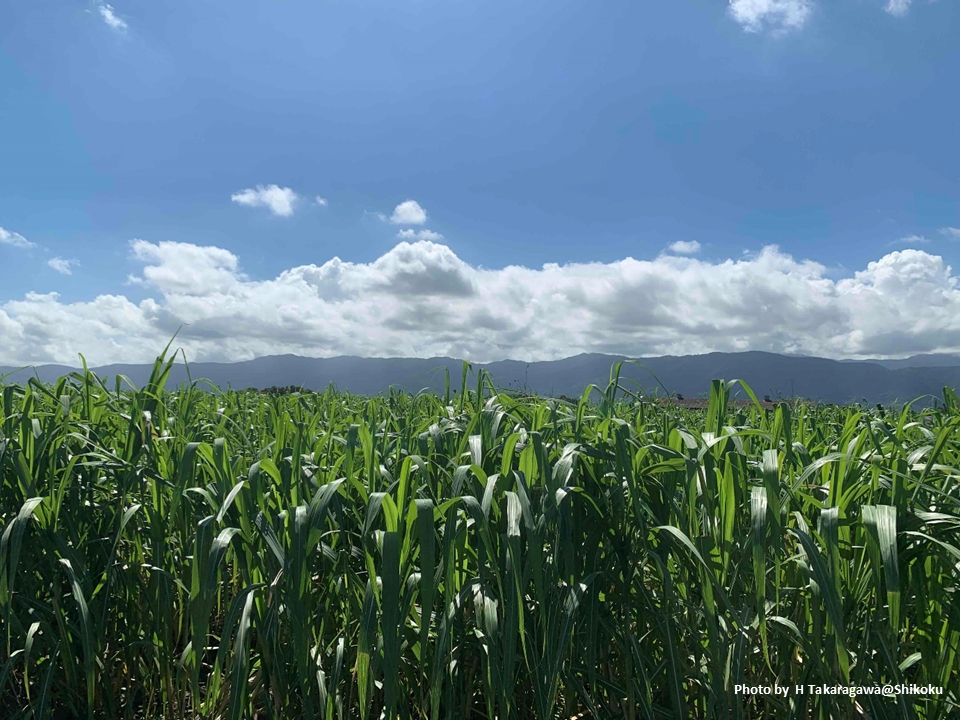 1227. What we can learn from historical writings (Takaragawa’s ...