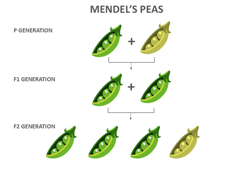 1248. メンデルのエンドウ豆に関する遺伝学の謎が解明 | 国立研究開発法人 国際農林水産業研究センター | JIRCAS