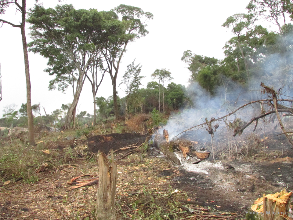 1261. Loss of Tropical Primary Forests Due to Forest Fires in 2024 | Japan International ...