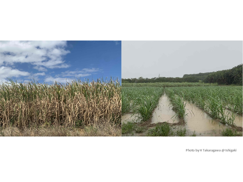 1374.沖縄の異常な高温と極端な降雨（寳川通信9） | 国立研究開発法人 国際農林水産業研究センター | JIRCAS