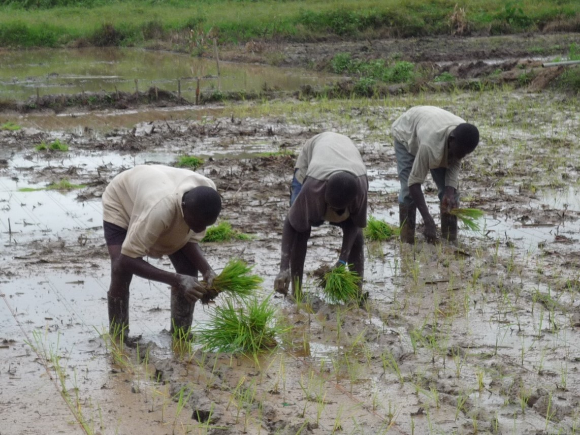 イネの移植をする農民 | 国立研究開発法人 国際農林水産業研究センター | JIRCAS