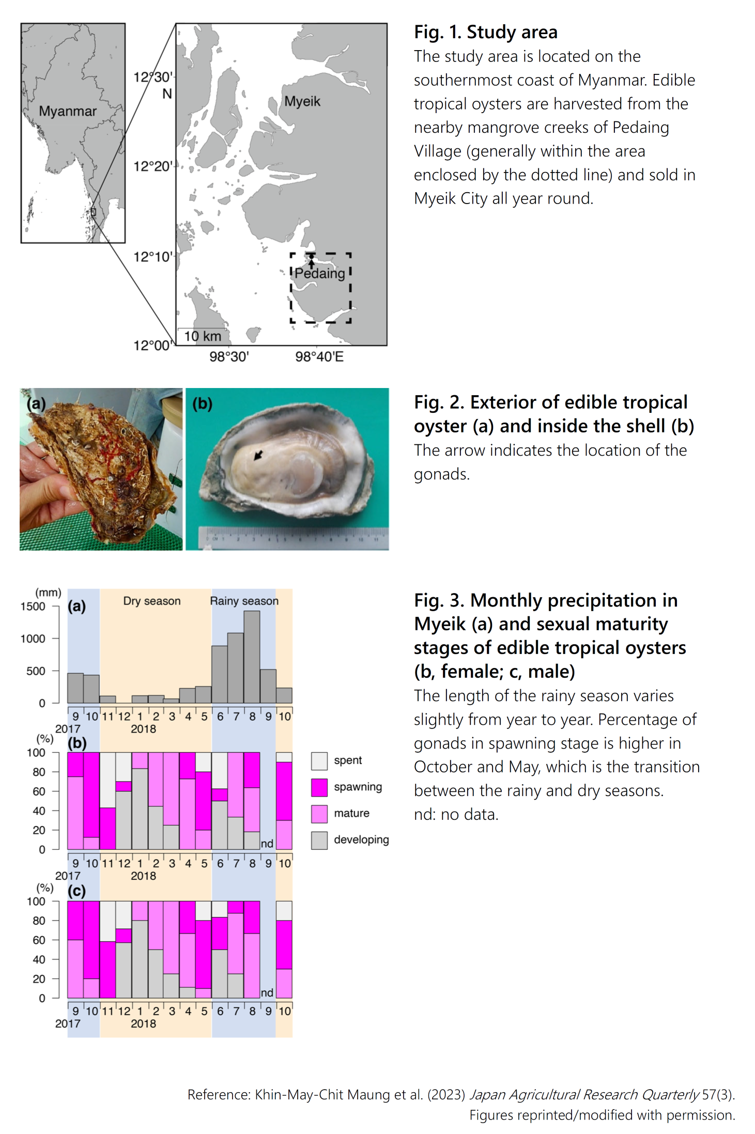 Spawning season of the edible tropical oyster Crassostrea belcheri in the coastal area of Myeik ...