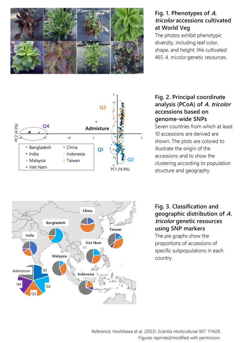 Clarifying the genetic diversity of Amaranthus tricolor ‘Hiyuna,’ a traditional Asian vegetable ...